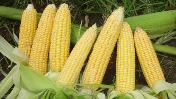 7 Jenis Jagung di Indonesia,Cek yang Paling Dicari Industri - MEDIAINI
