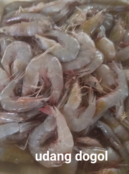 7 Jenis Udang Yang Populer di Indonesia - MEDIAINI