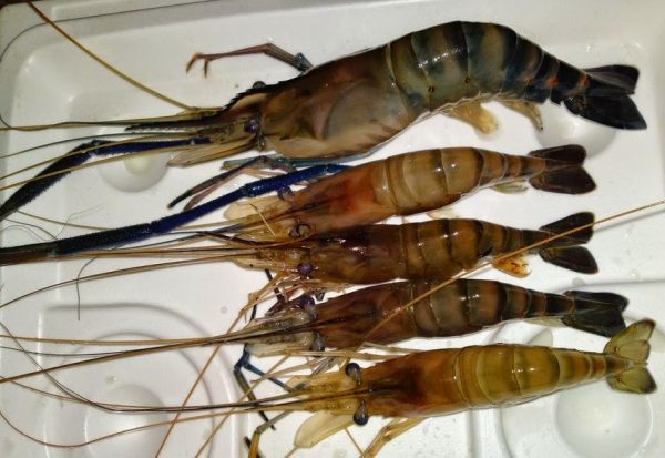 7 Jenis Udang Yang Populer di Indonesia - MEDIAINI