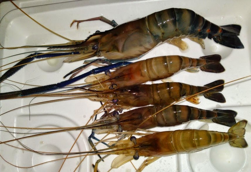 7 Jenis Udang Yang Populer di Indonesia - MEDIAINI