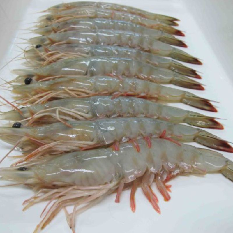 7 Jenis Udang Yang Populer di Indonesia - MEDIAINI